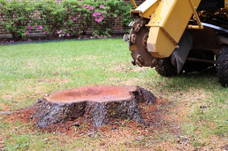 Everything You Need To Know About Stump Grinding